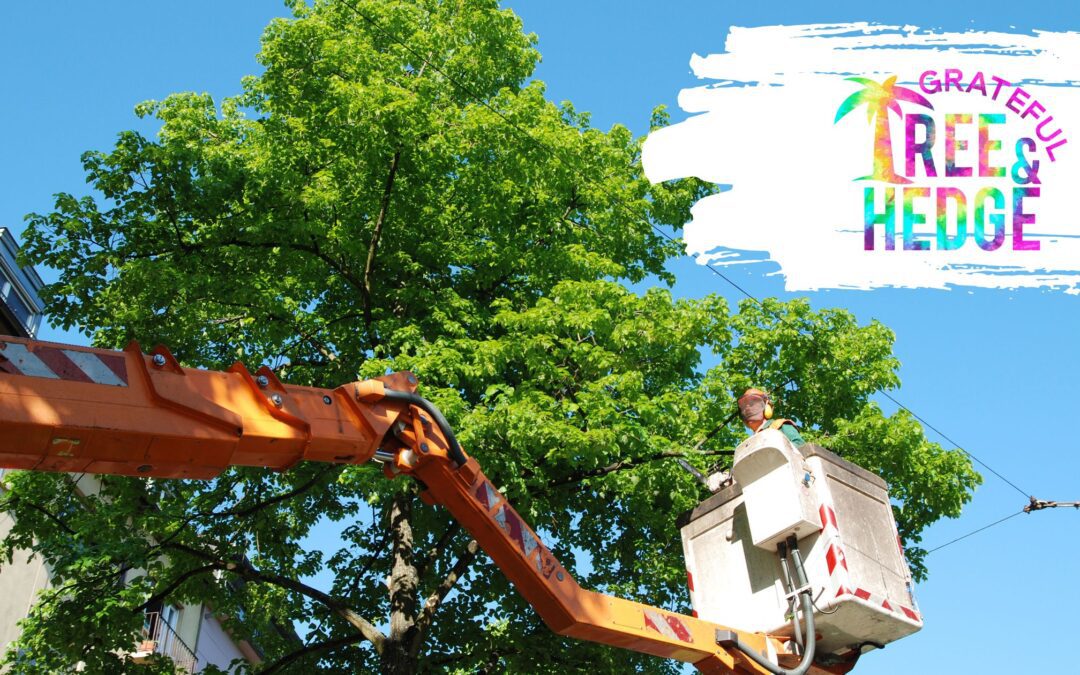 The Importance of Regular Tree and Hedge Trimming | Grateful Tree and Hedge