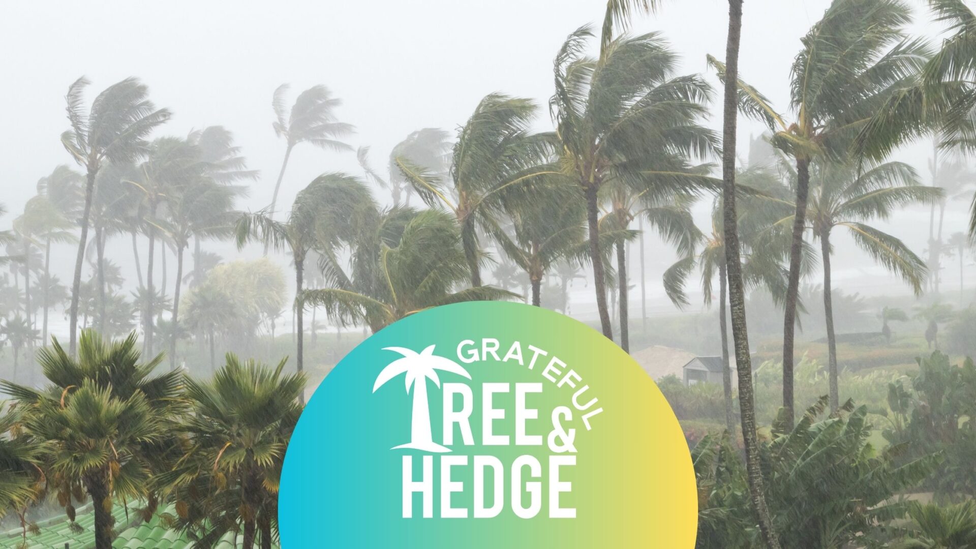 Preparing Your Yard for Hurricane Season: Protecting Your Trees with ...